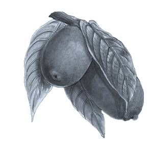 Copoazú - Selvatica